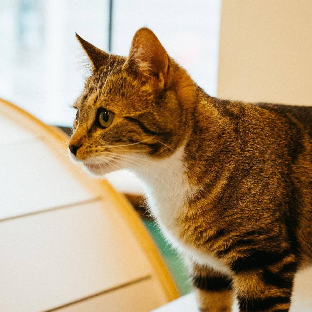 Dahlia - Animal Adoption Center