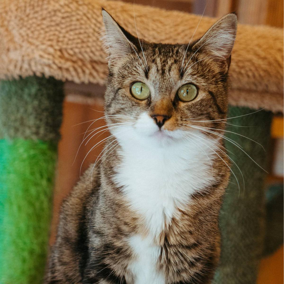 Dahlia - Animal Adoption Center