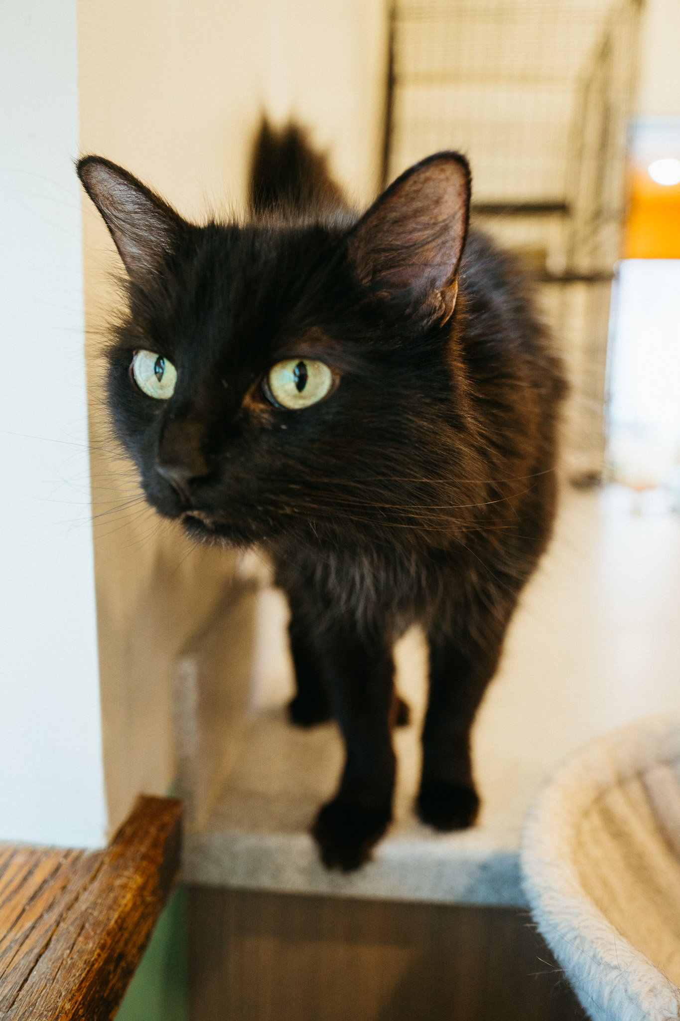 Elizabeth - Animal Adoption Center