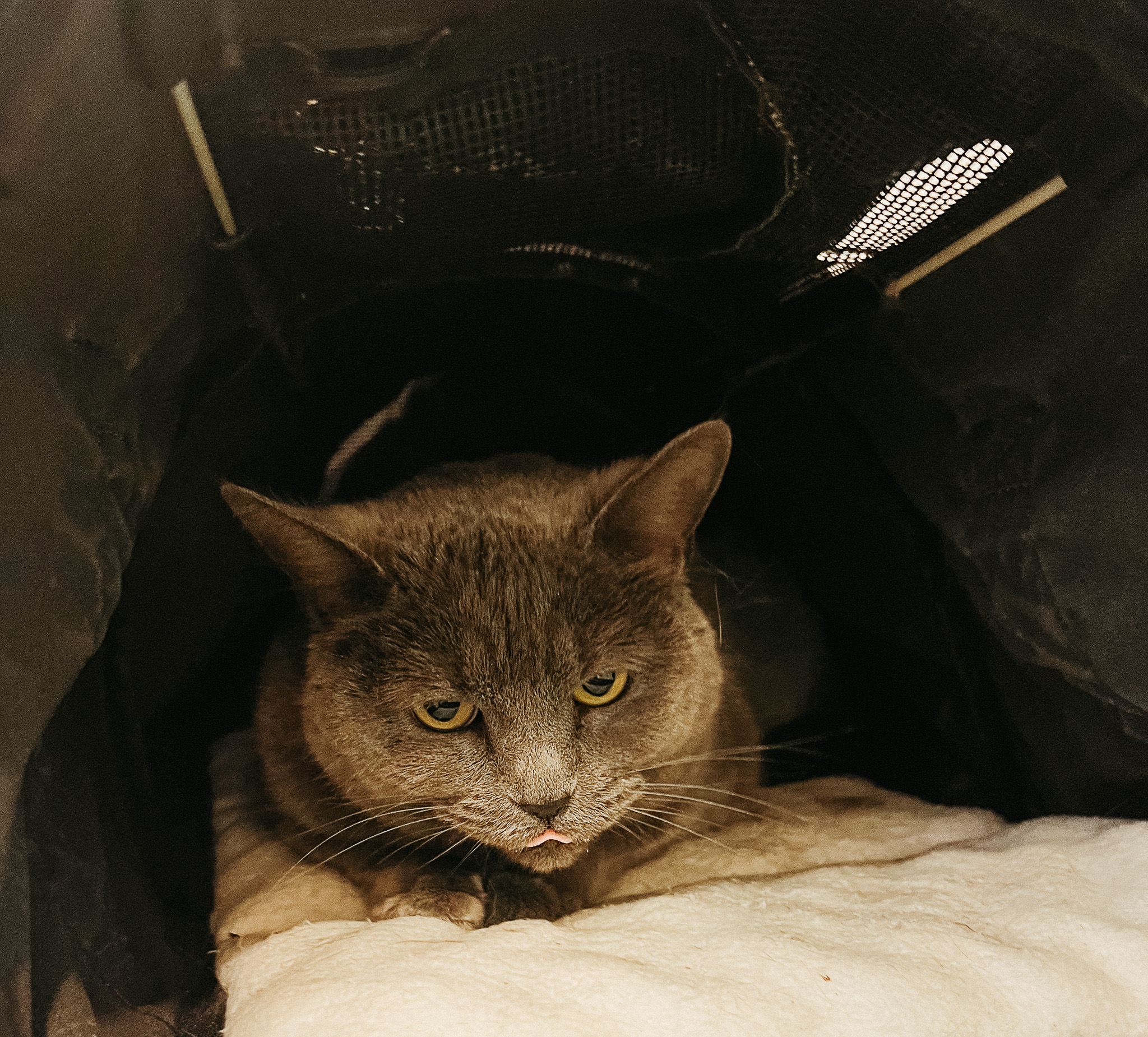 Grape Salad - Animal Adoption Center